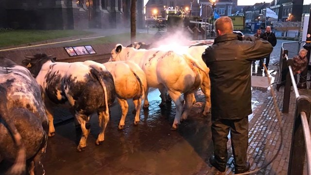 Dikbillen in Schagen - ONH