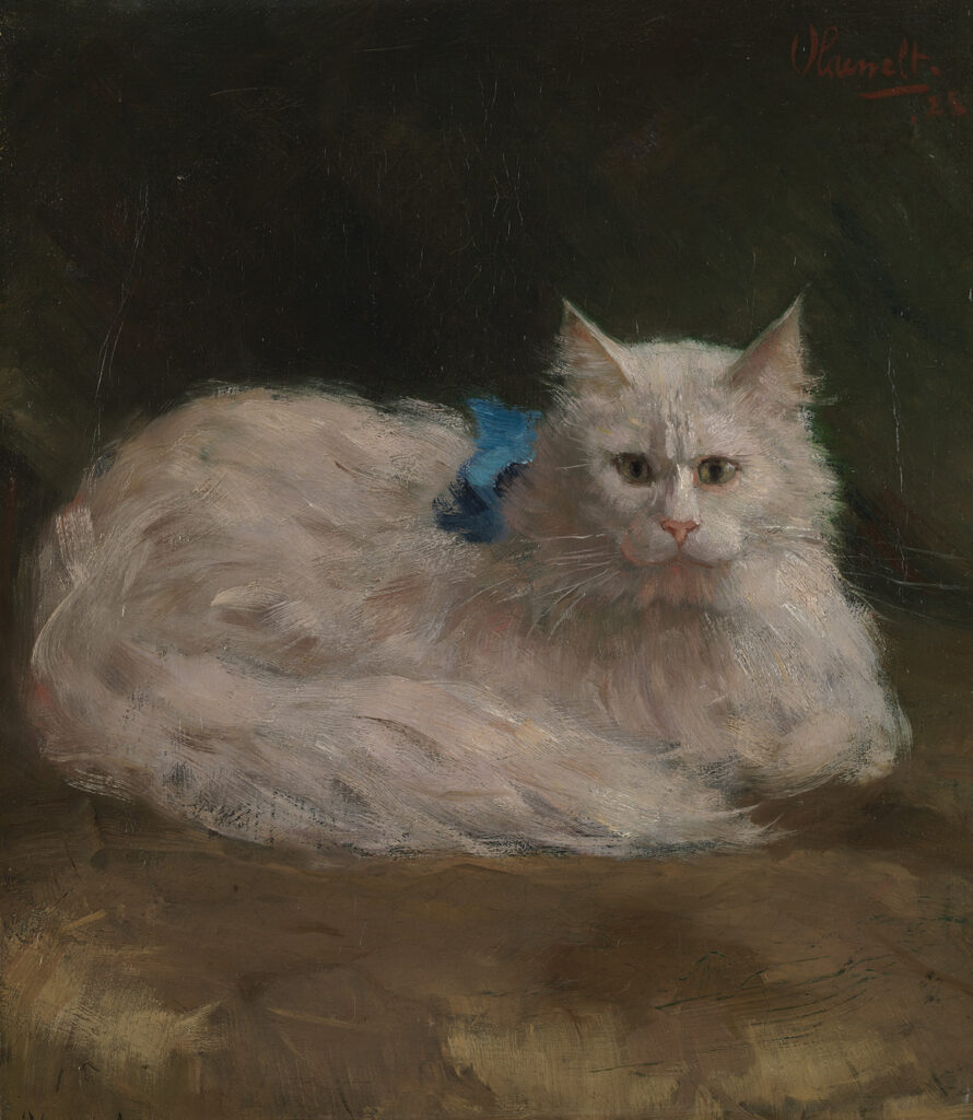 Van muizenvanger tot metgezel: de kat als huisdier - ONH