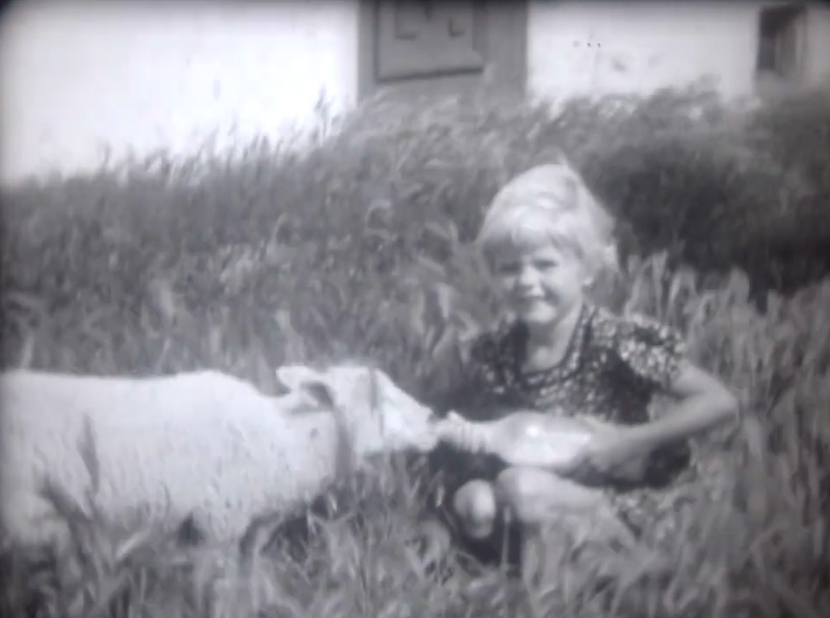 Ons Dorp: Het Texelse schaap was in 1940 wel een kop groter - ONH