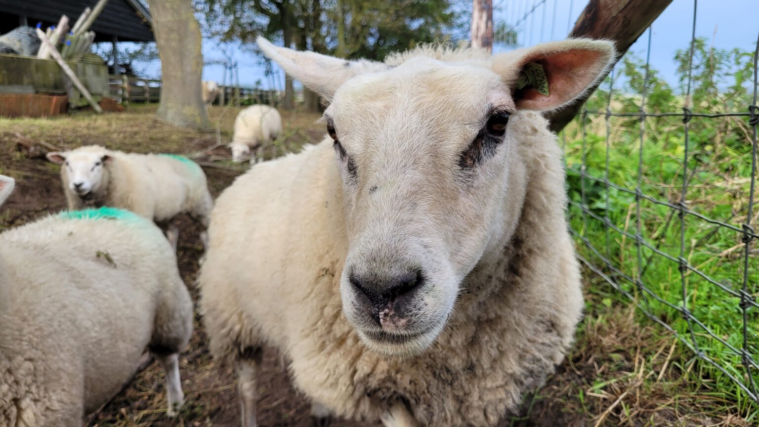 Het Texelse schaap verovert de wereld - ONH