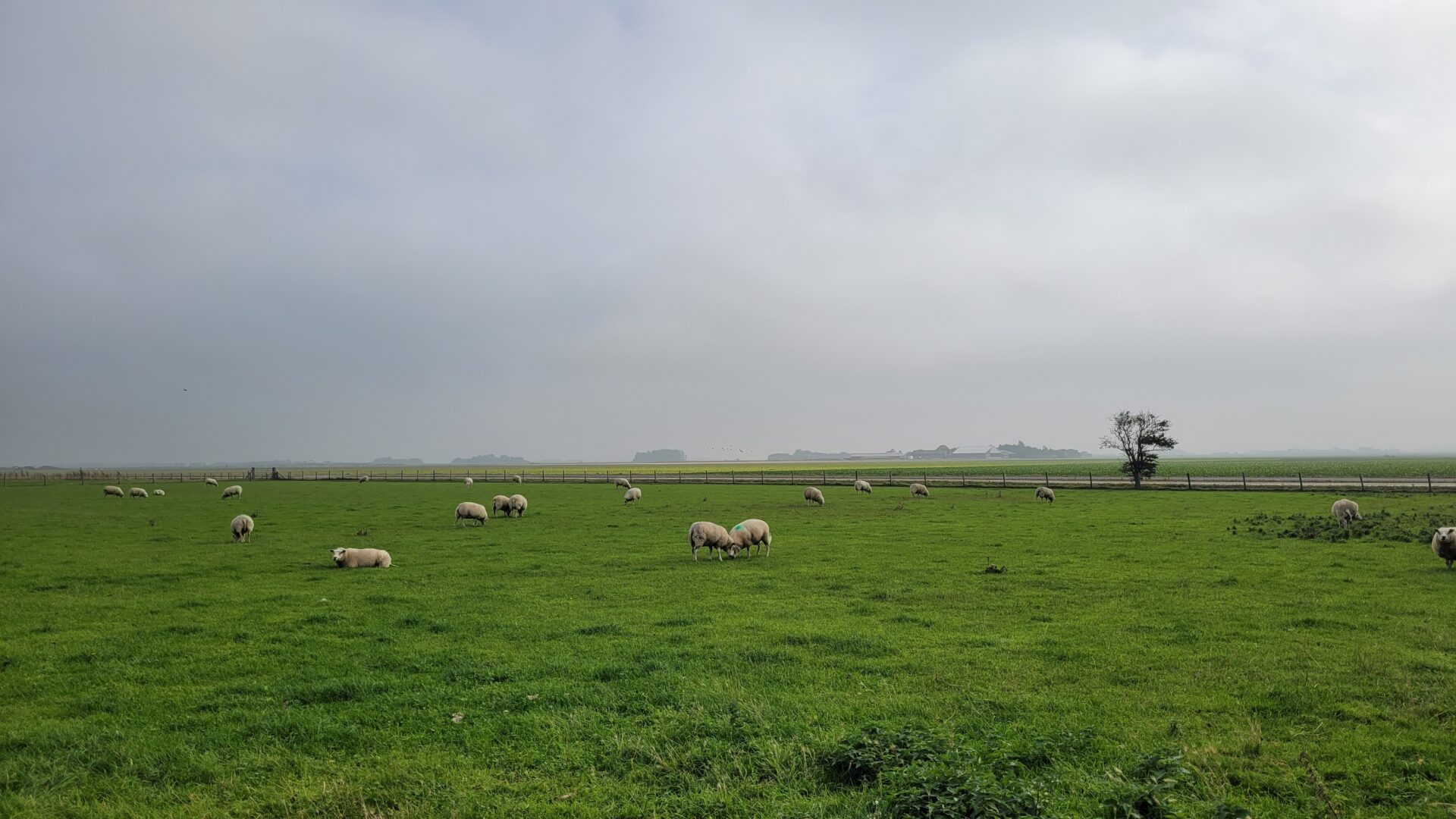 Het Texelse schaap verovert de wereld - ONH