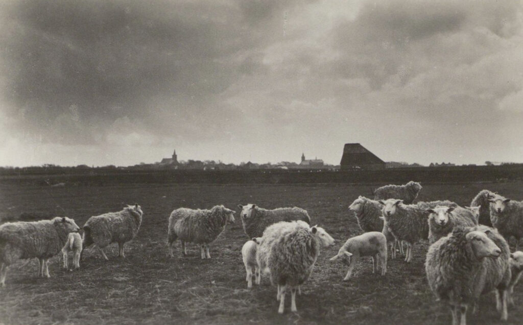 Het Texelse schaap verovert de wereld - ONH